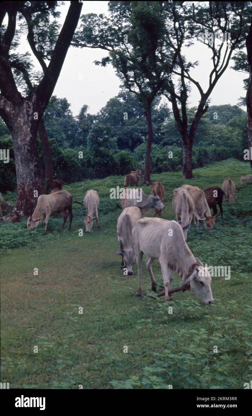 Forbs hi-res stock photography and images - Alamy