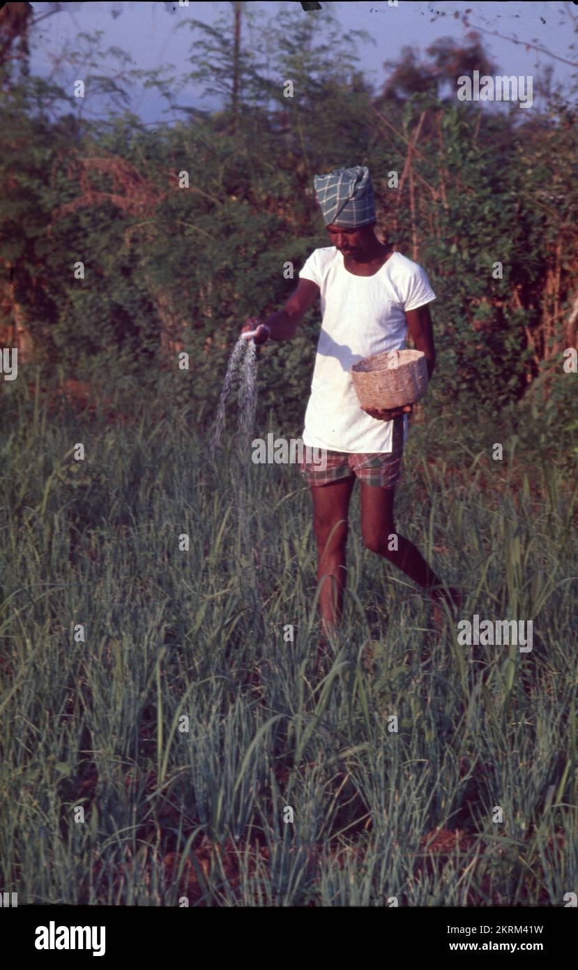 spraying and dusting, in agriculture, the standard methods of applying ...