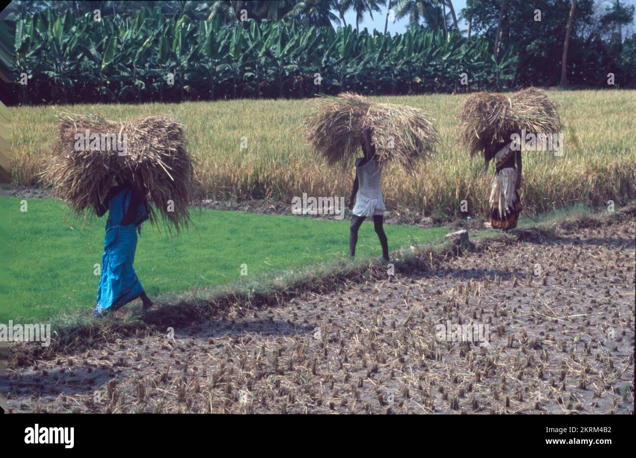 Farm Workers Carrying Paddy Through Agriculture Fields in Pugulur ...