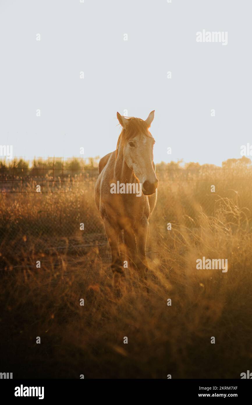 Front view of a horse standing in the field at sunset Stock Photo - Alamy