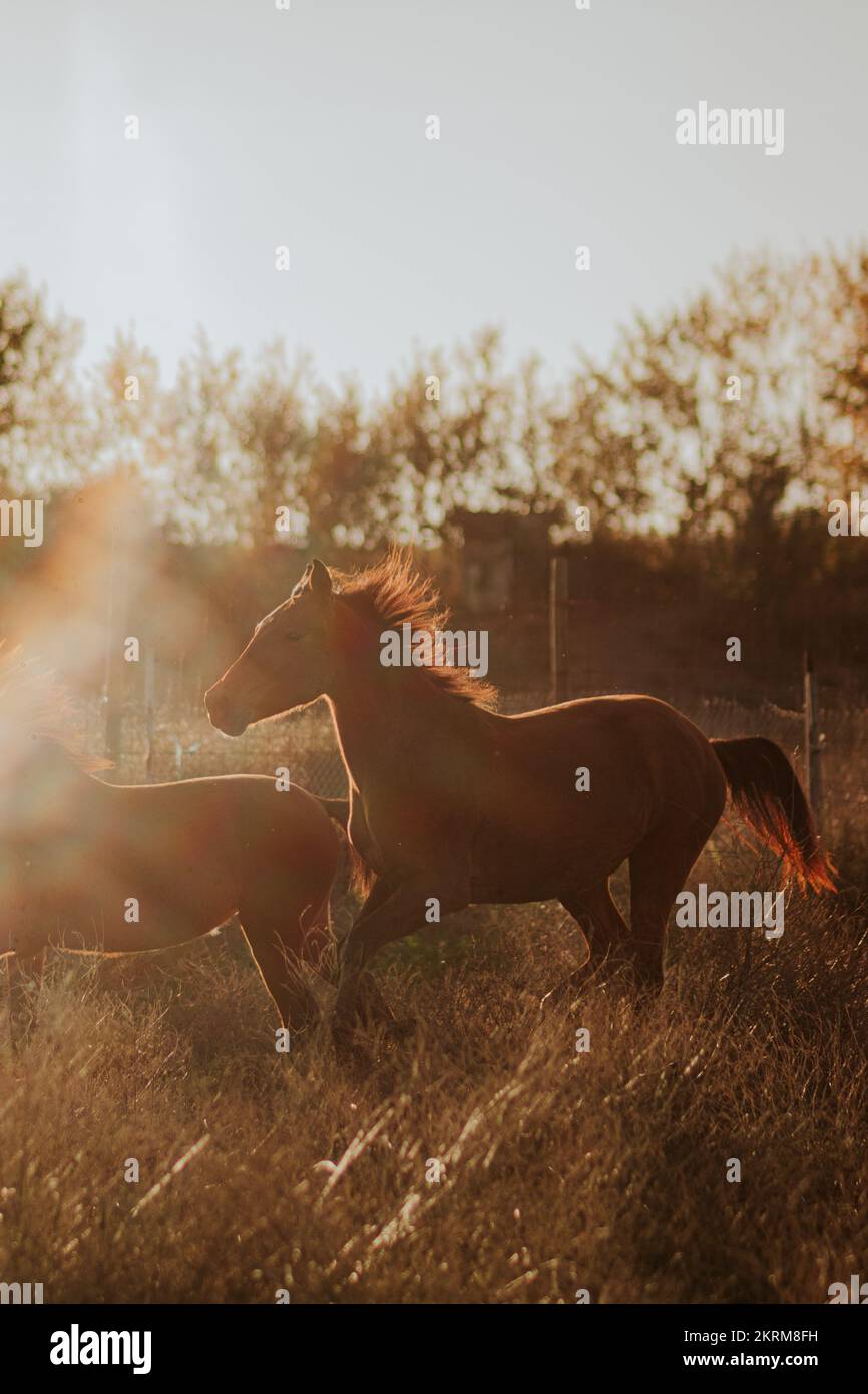Side view of a horses trotting in the field at sunset Stock Photo - Alamy