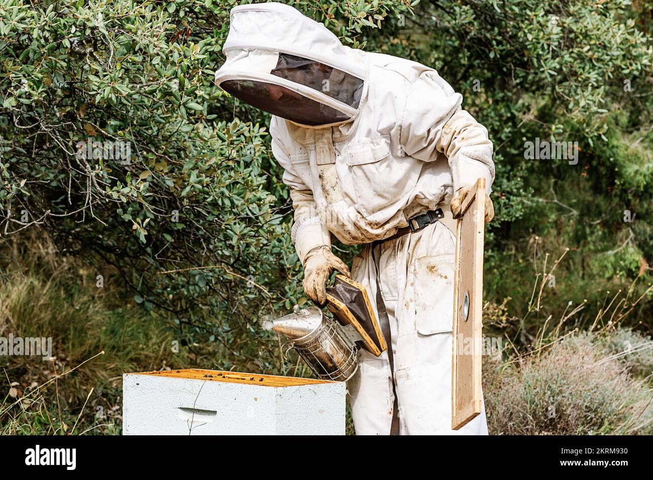 Side view of male beekeeper wearing workwear standing in apiary while ...