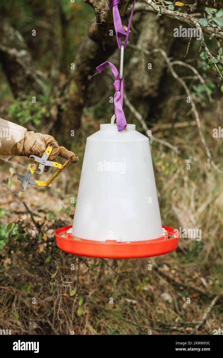 Crop anonymous person hanging white trough with syrup on tree branch in ...
