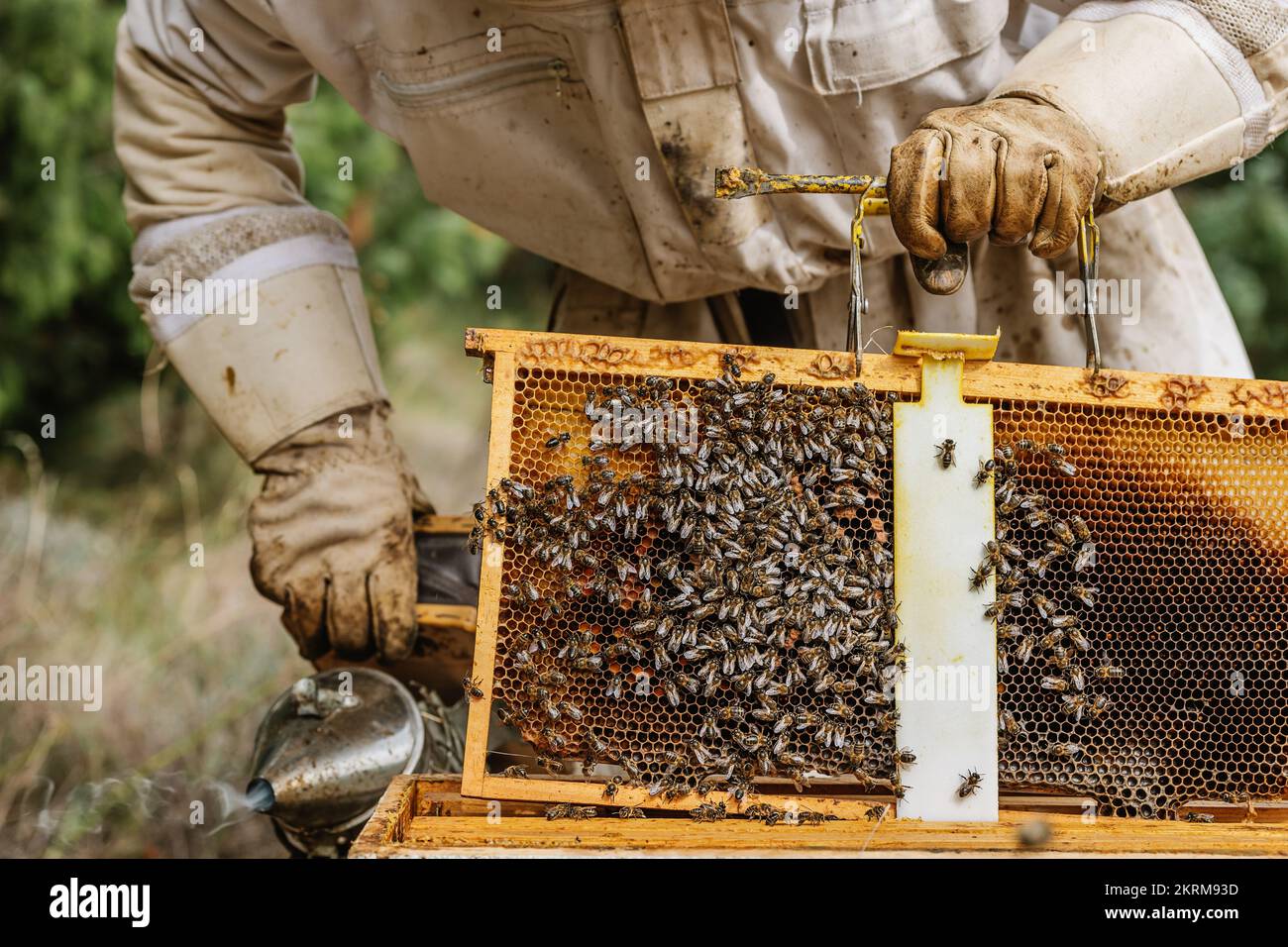 Crop anonymous beekeeper in white protective costume with honey shovel ...