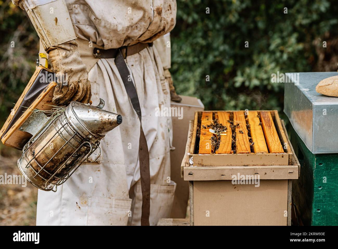 Side view of cropped unrecognizable male beekeeper wearing workwear standing in apiary while ...
