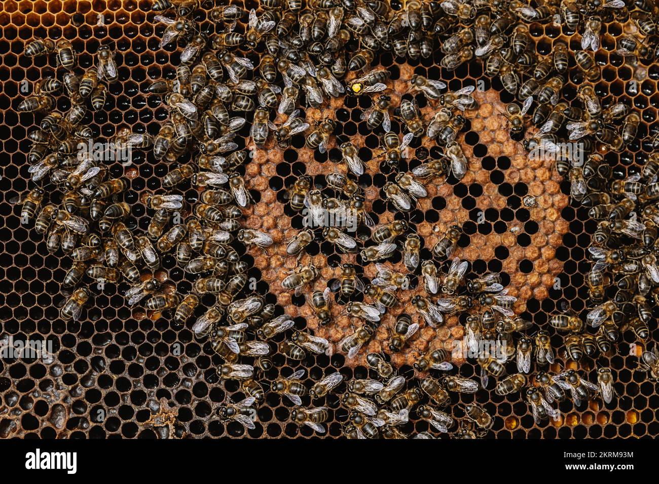 Top view of many bees crawling on golden honeycomb making honey in ...