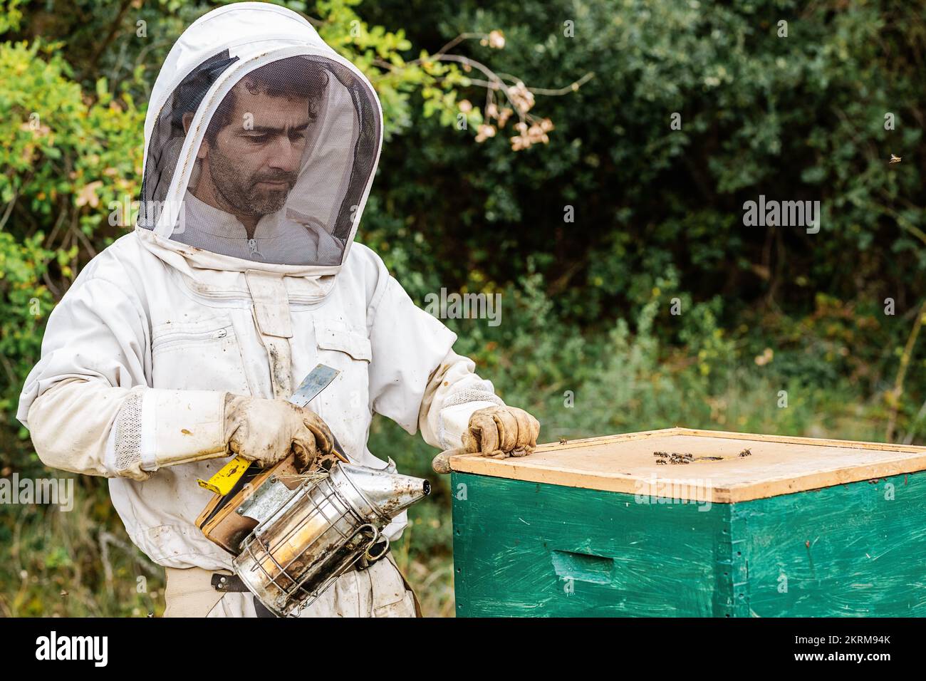 Side view of male beekeeper wearing workwear standing in apiary while ...
