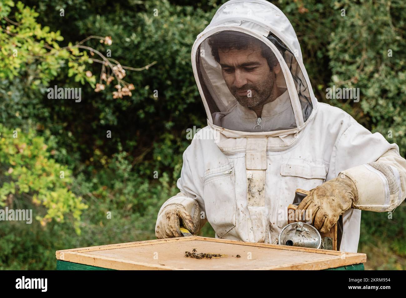 Side view of male beekeeper wearing workwear standing in apiary while ...