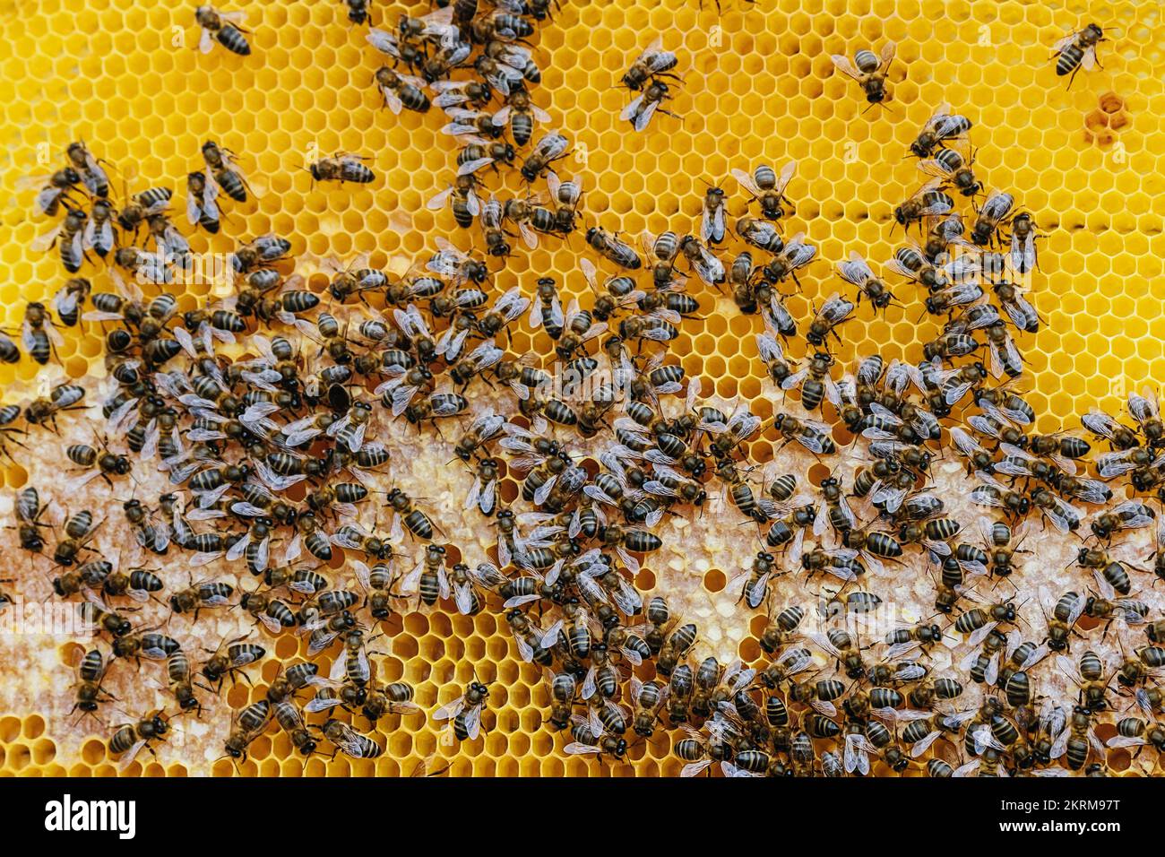 Top view of many bees crawling on golden honeycomb making honey in ...