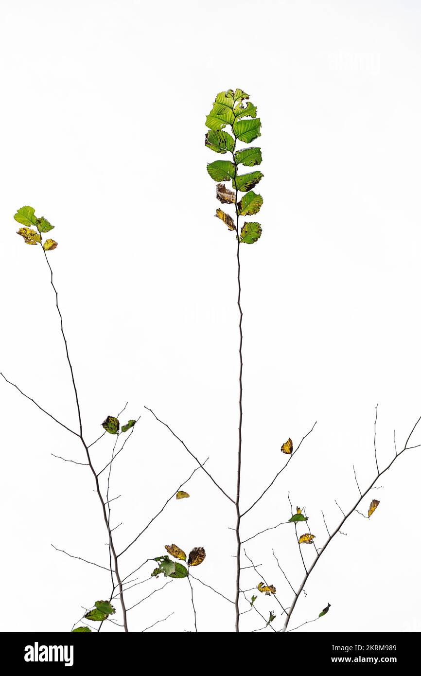 Thin sprigs of wild plant with tiny green and withered leaves isolated ...