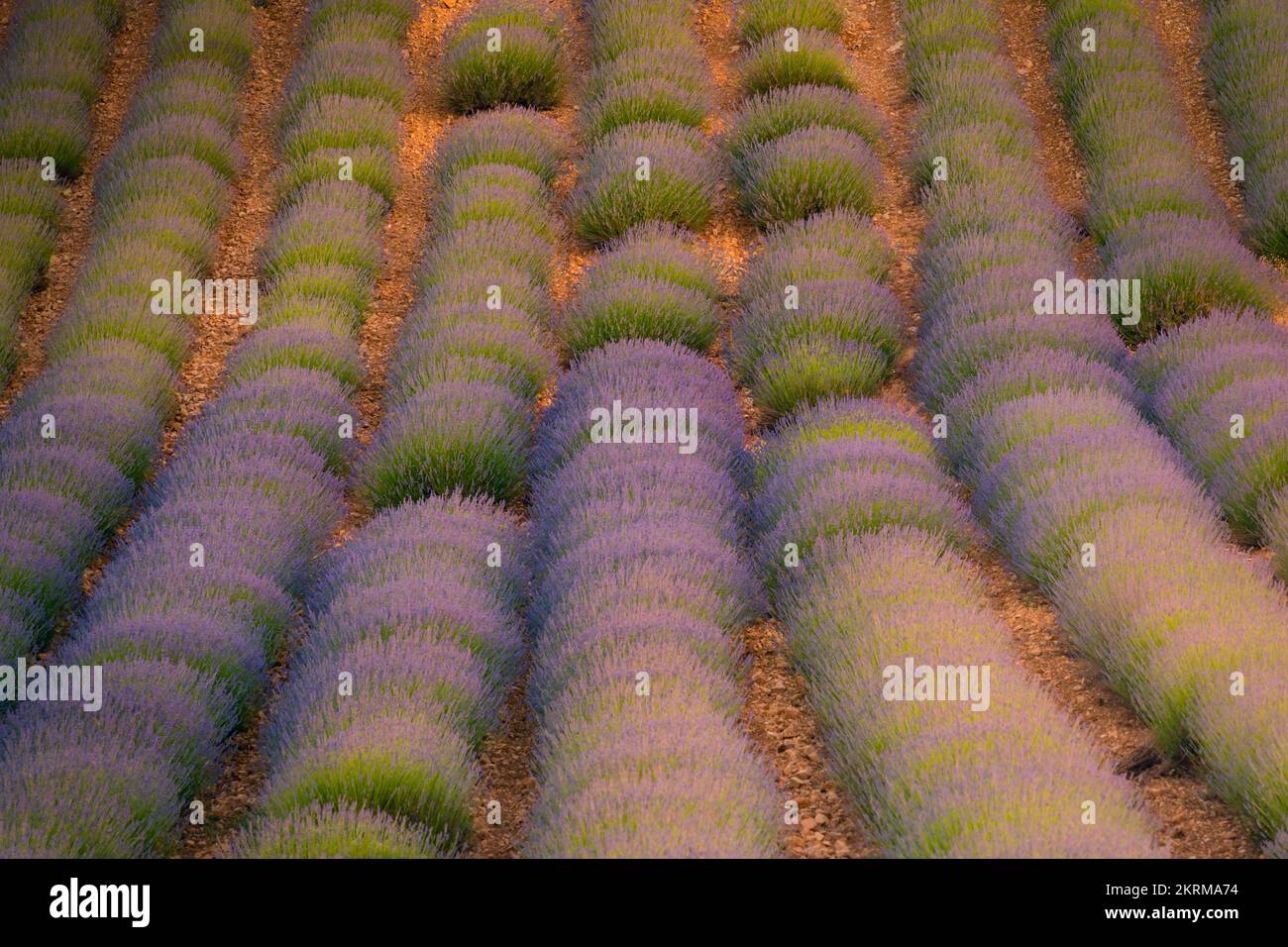 Lavender fragrant meadows hi-res stock photography and images - Alamy