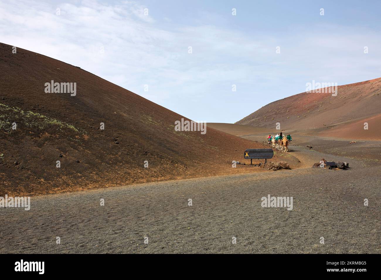Back view of distant unrecognizable tourists riding camels on wild ...