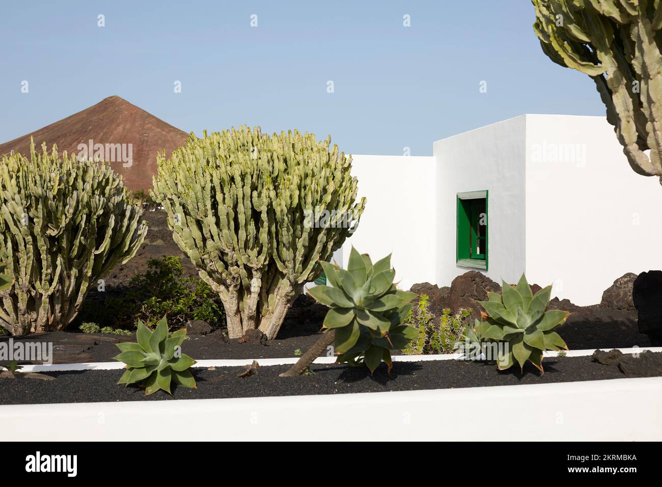 Tropical succulent plants growing on black sandy ground near typical ...