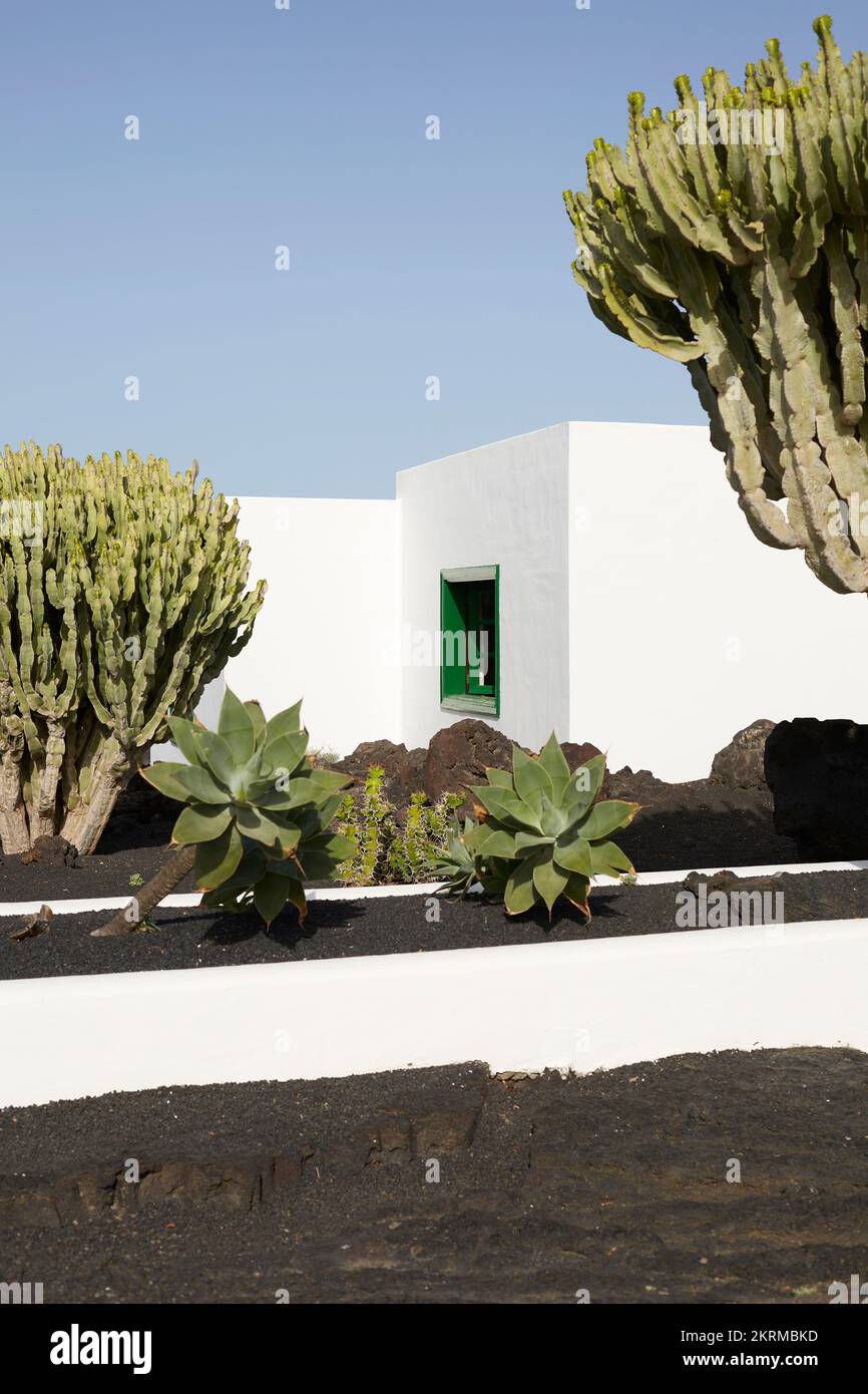 Tropical succulent plants growing on black sandy ground near typical ...