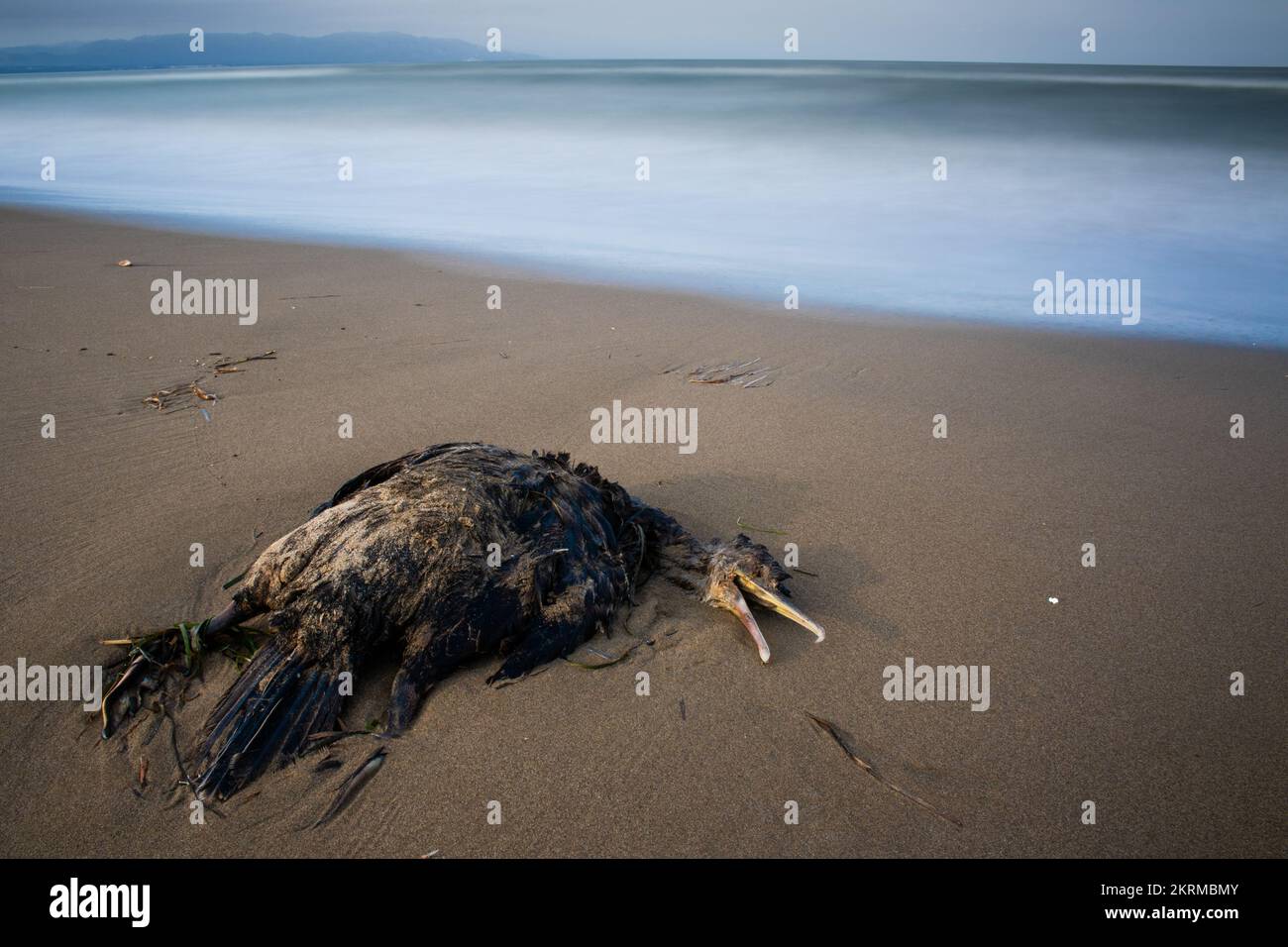 From above of killed bird of prey on sandy beach near sea with torn ...