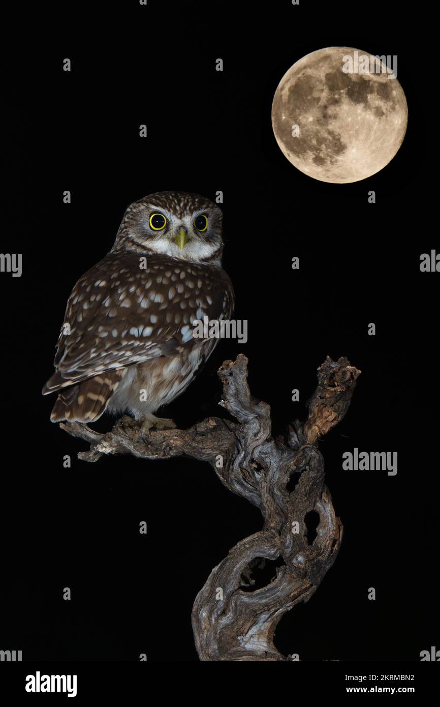 Wild owl with brown feathers sitting on branch against black background ...