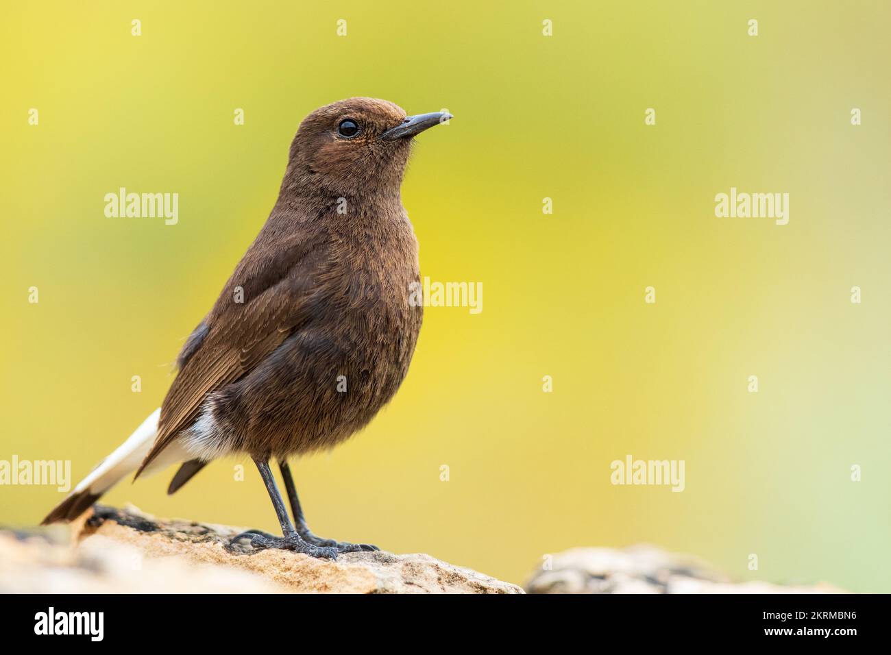 Little black wheatear bird with brown plumage and white tail on blurred ...