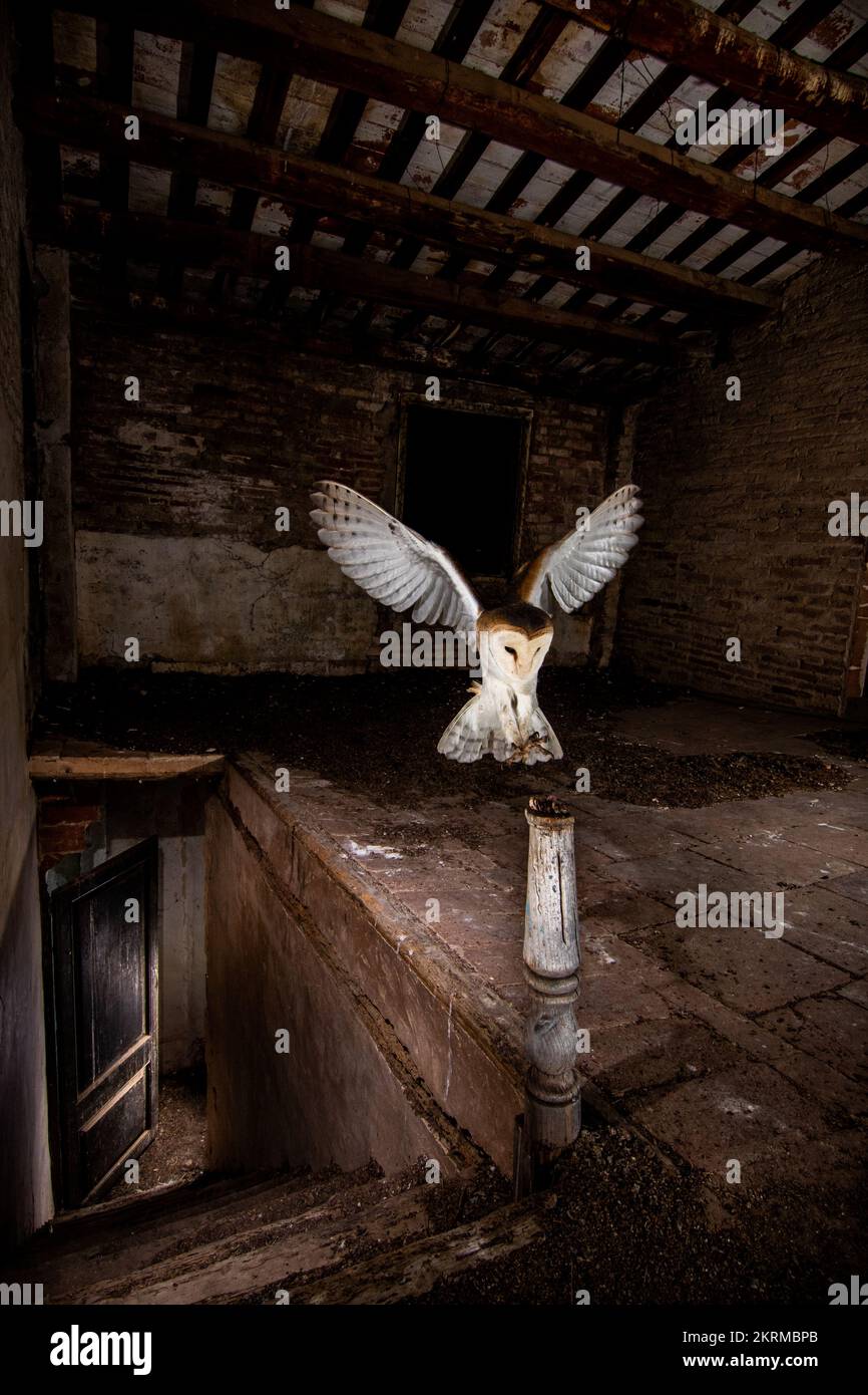 Owl landing on pole with wings open in dark old barn with staircase ...