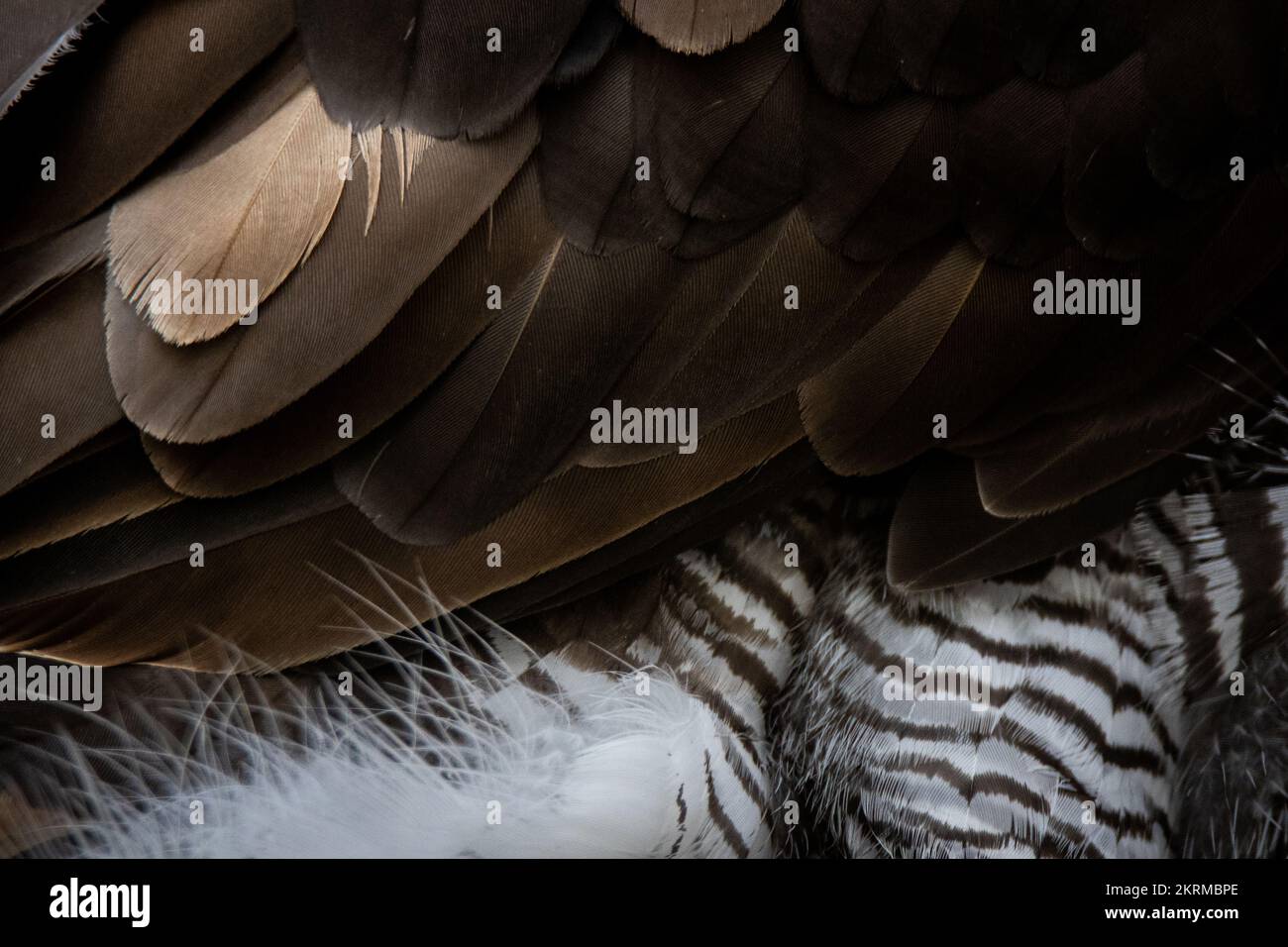 Closeup of brown feathers on wings and striped plumage on paws of bird ...