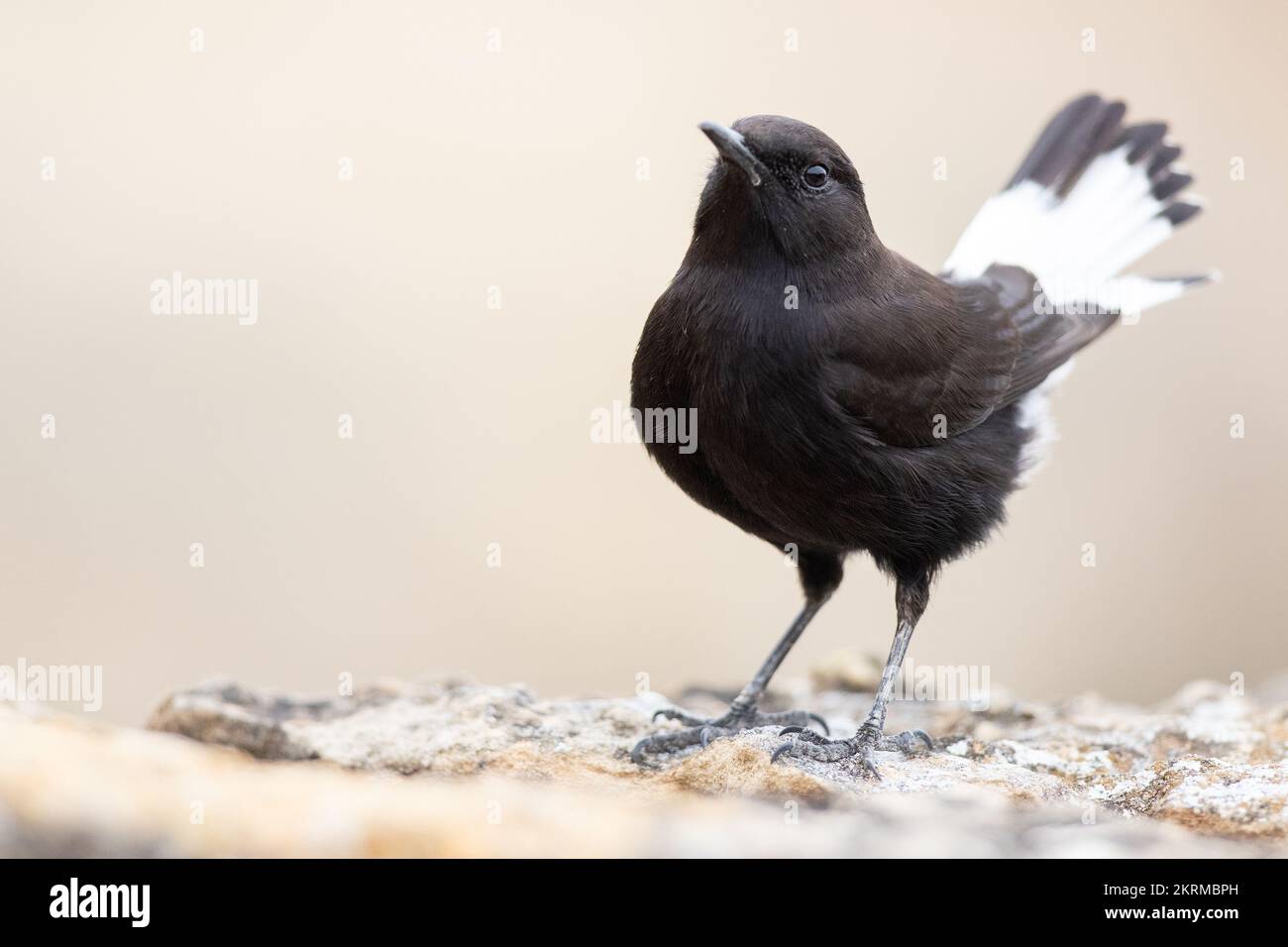 Wild black wheatear bird with white tail on stone on beige blurred ...