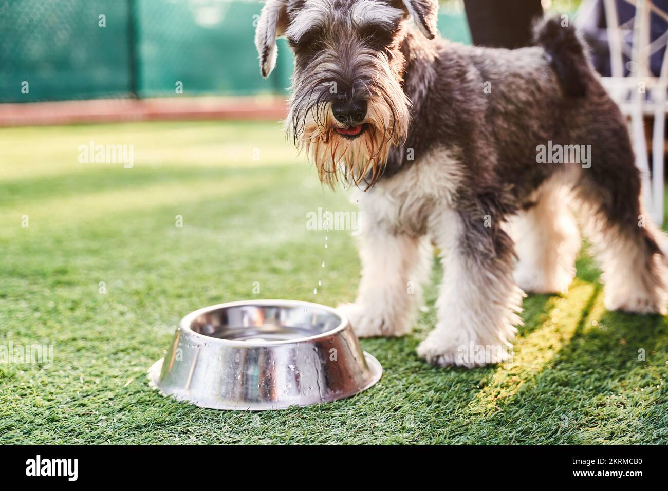 Miniature schnauzer at table hi-res stock photography and images - Alamy