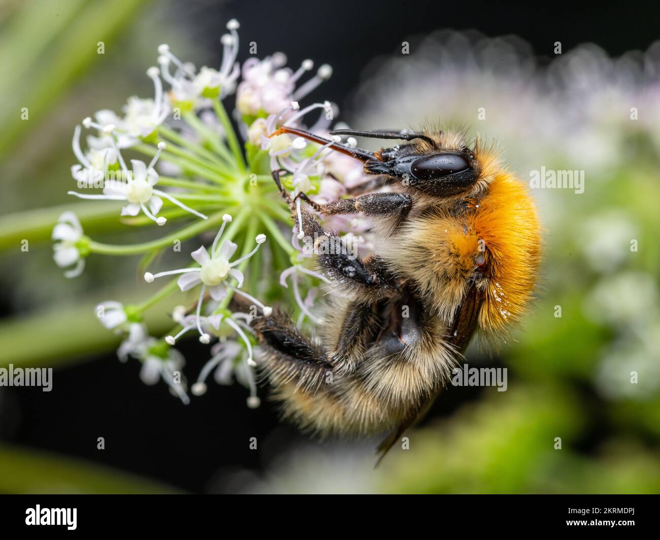Common carder queen hi-res stock photography and images - Alamy