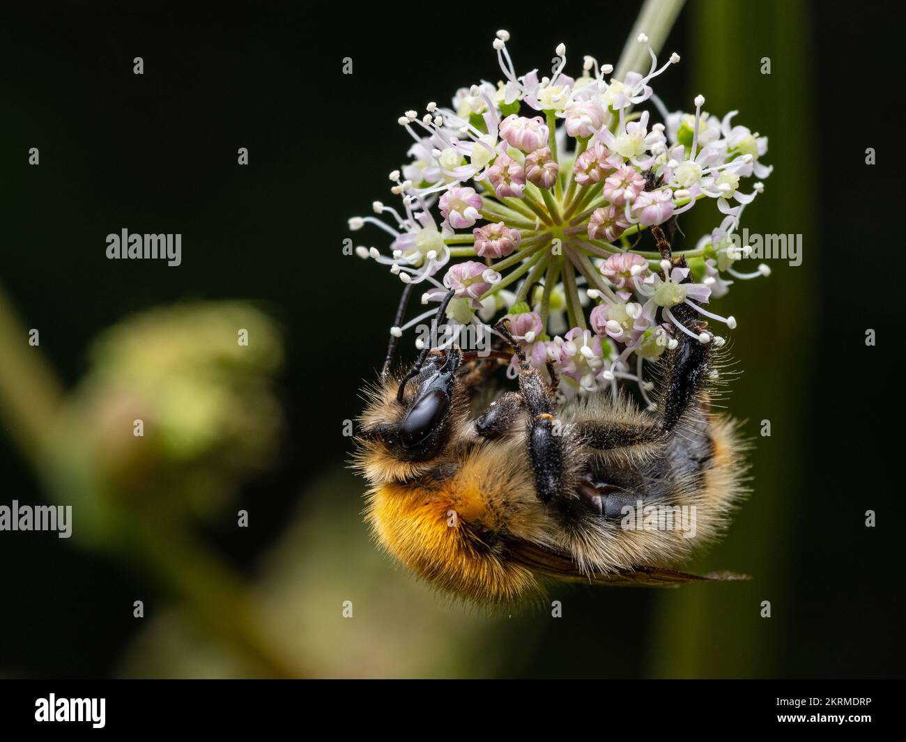 Common carder queen hi-res stock photography and images - Alamy