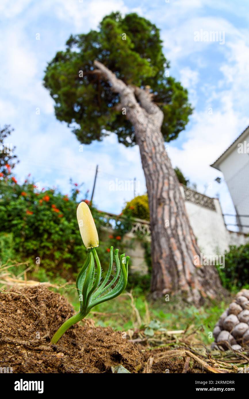From below wide angle of a pine seed germinating on the ground in ...