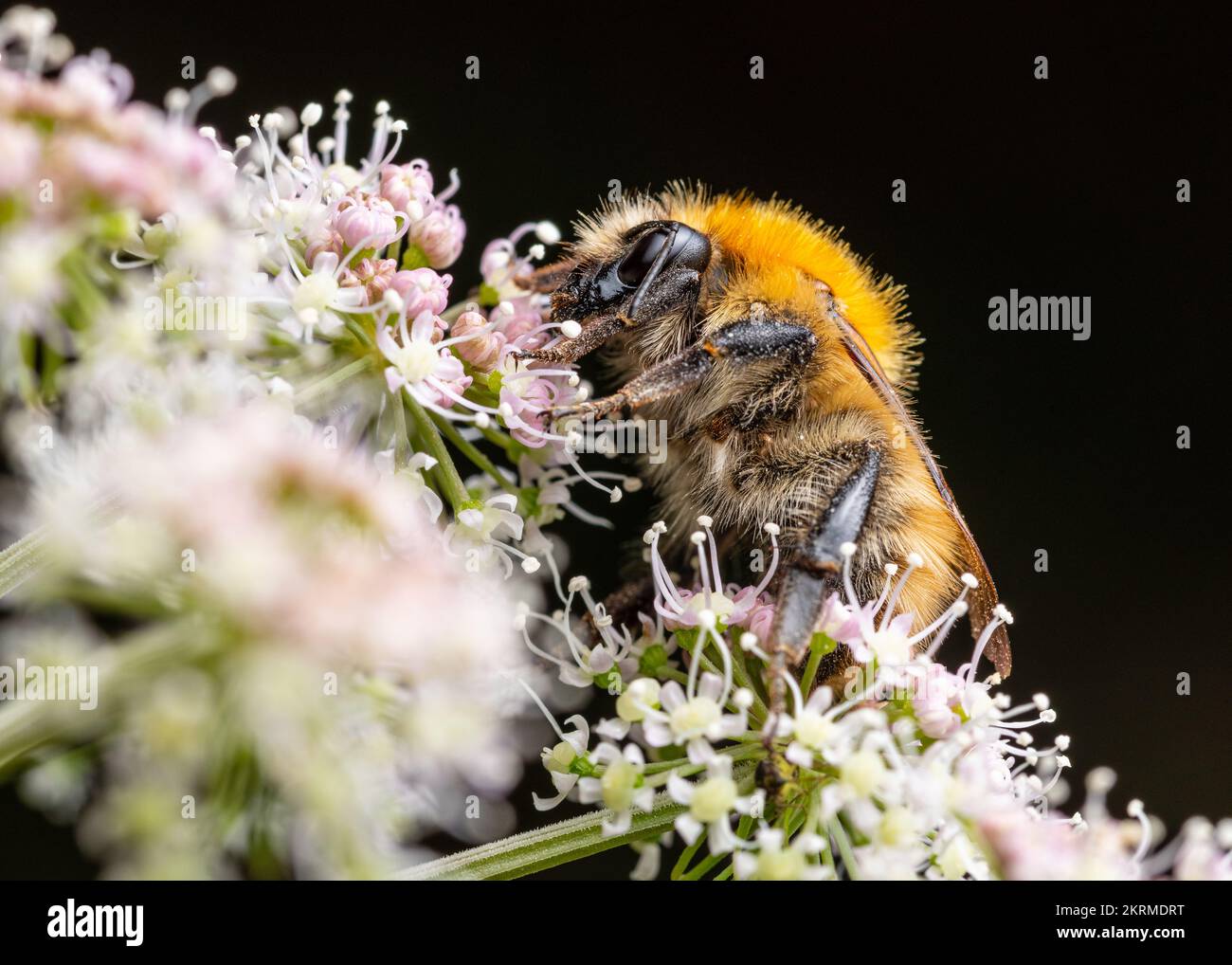 Common carder queen hi-res stock photography and images - Alamy