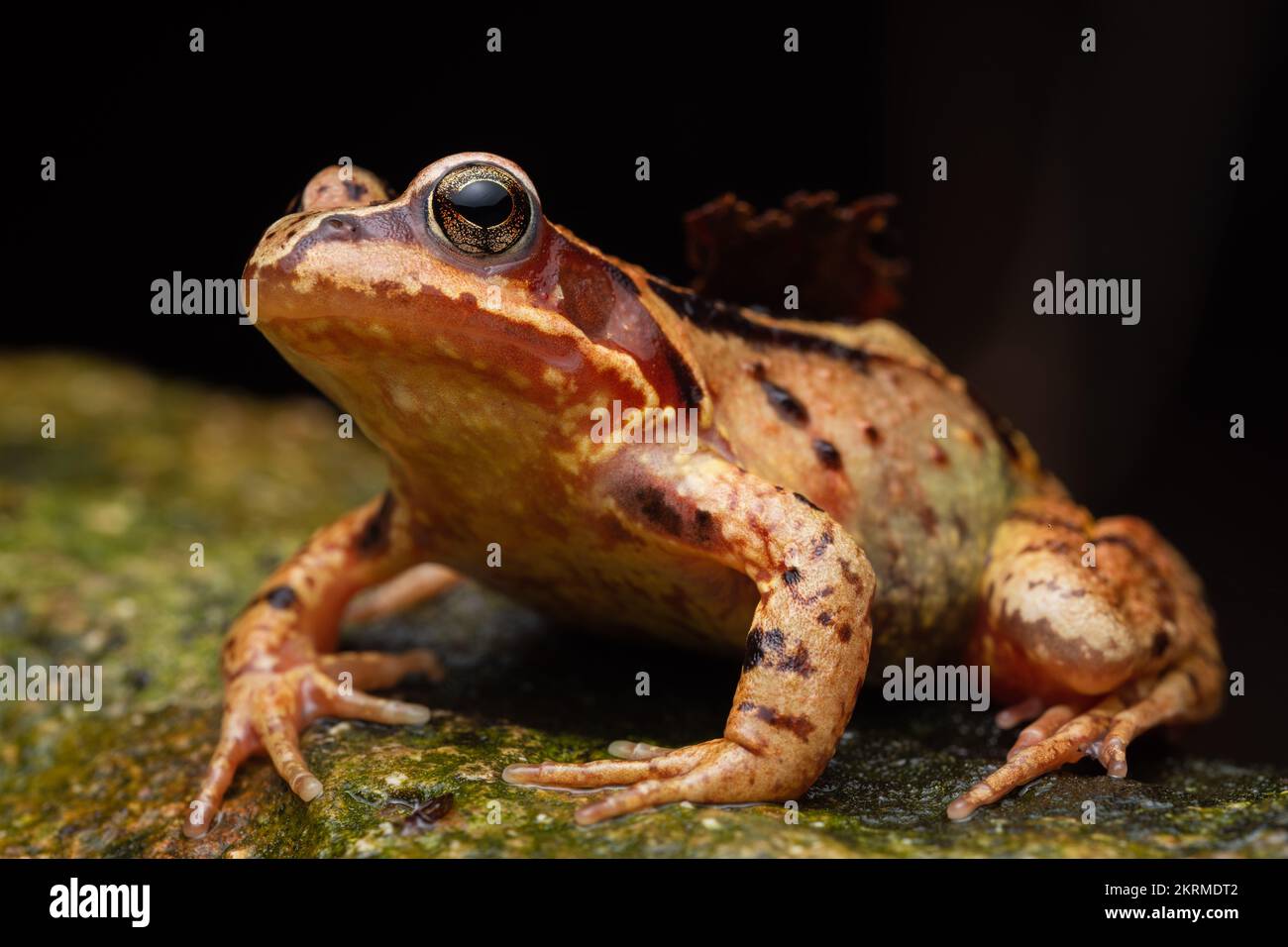 European common frog (Rana temporaria) portrait with a leaf on his back ...