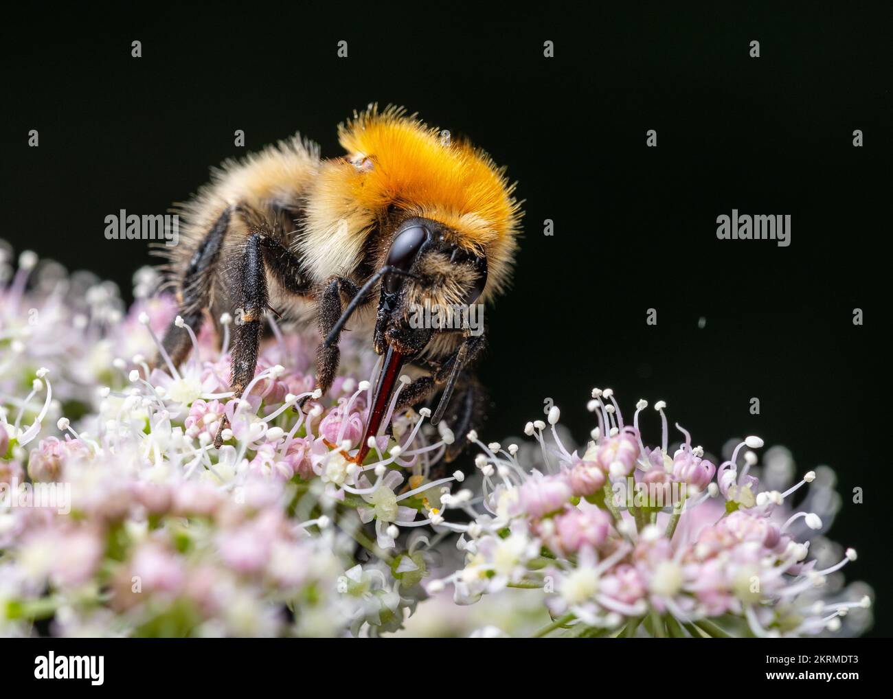 Common carder queen hi-res stock photography and images - Alamy