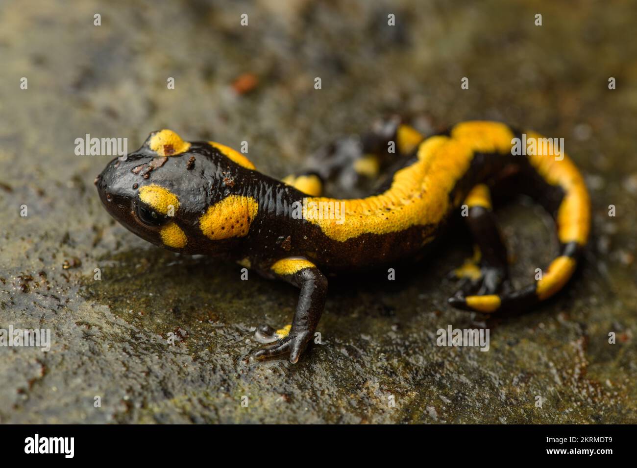 Young yellow and black salamander (Salamandra salamandra) on the ground ...
