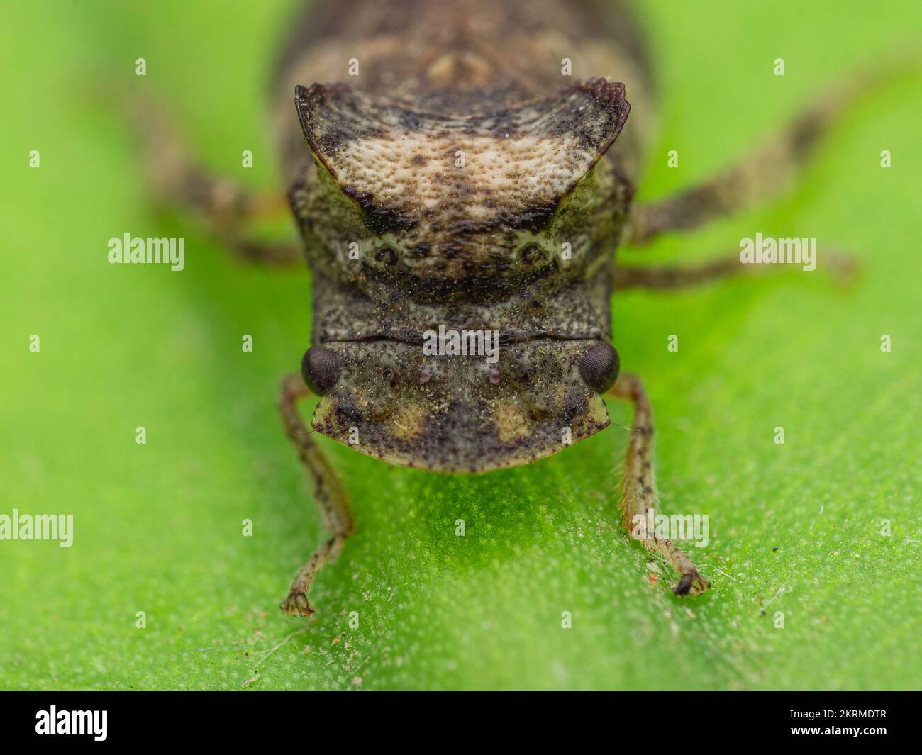 Ledra aurita hi-res stock photography and images - Alamy