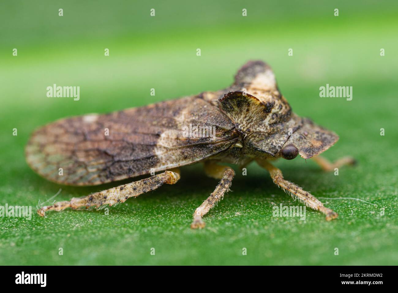 Close up view of ledra aurita or the eared leafhopper Stock Photo - Alamy