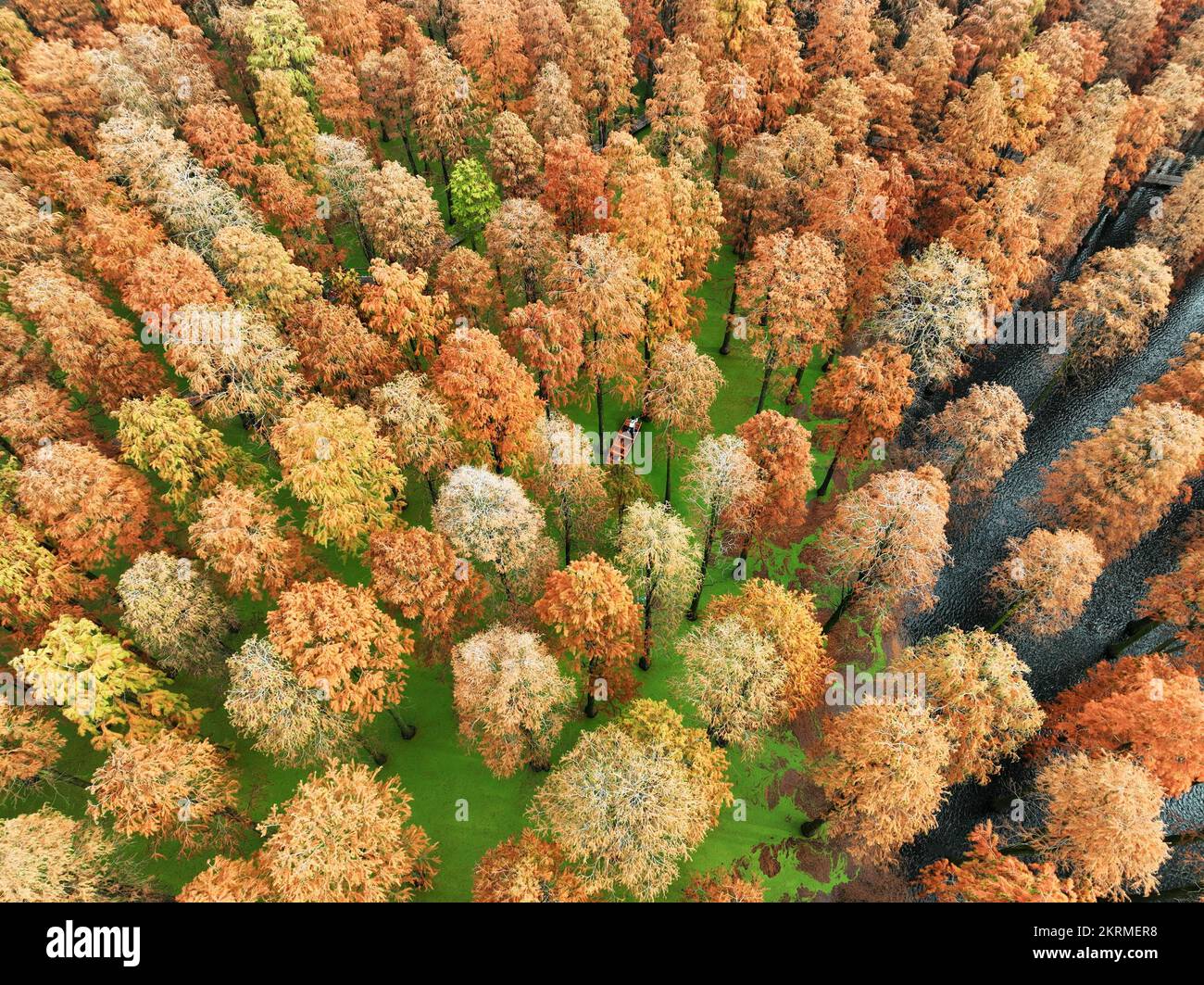 Aerial photos show the winter scenery of "aquatic forest" in Luyanghu ...
