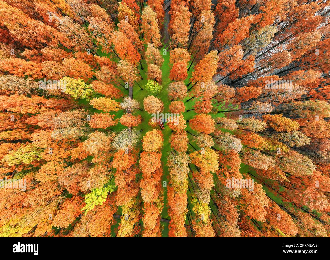 Aerial photos show the winter scenery of "aquatic forest" in Luyanghu ...