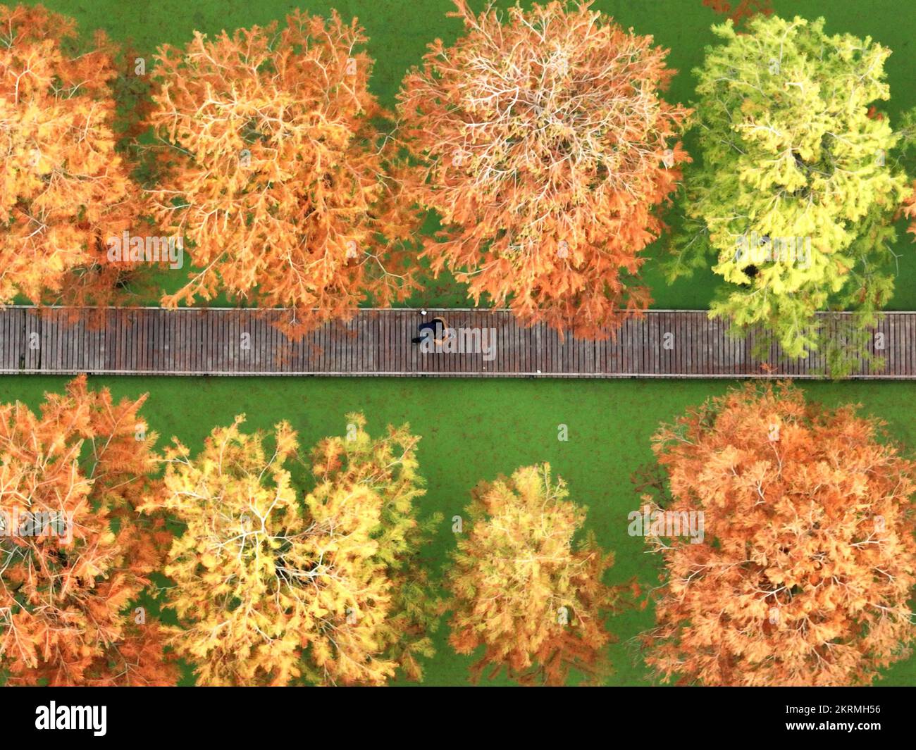 Aerial photos show the winter scenery of "aquatic forest" in Luyanghu ...