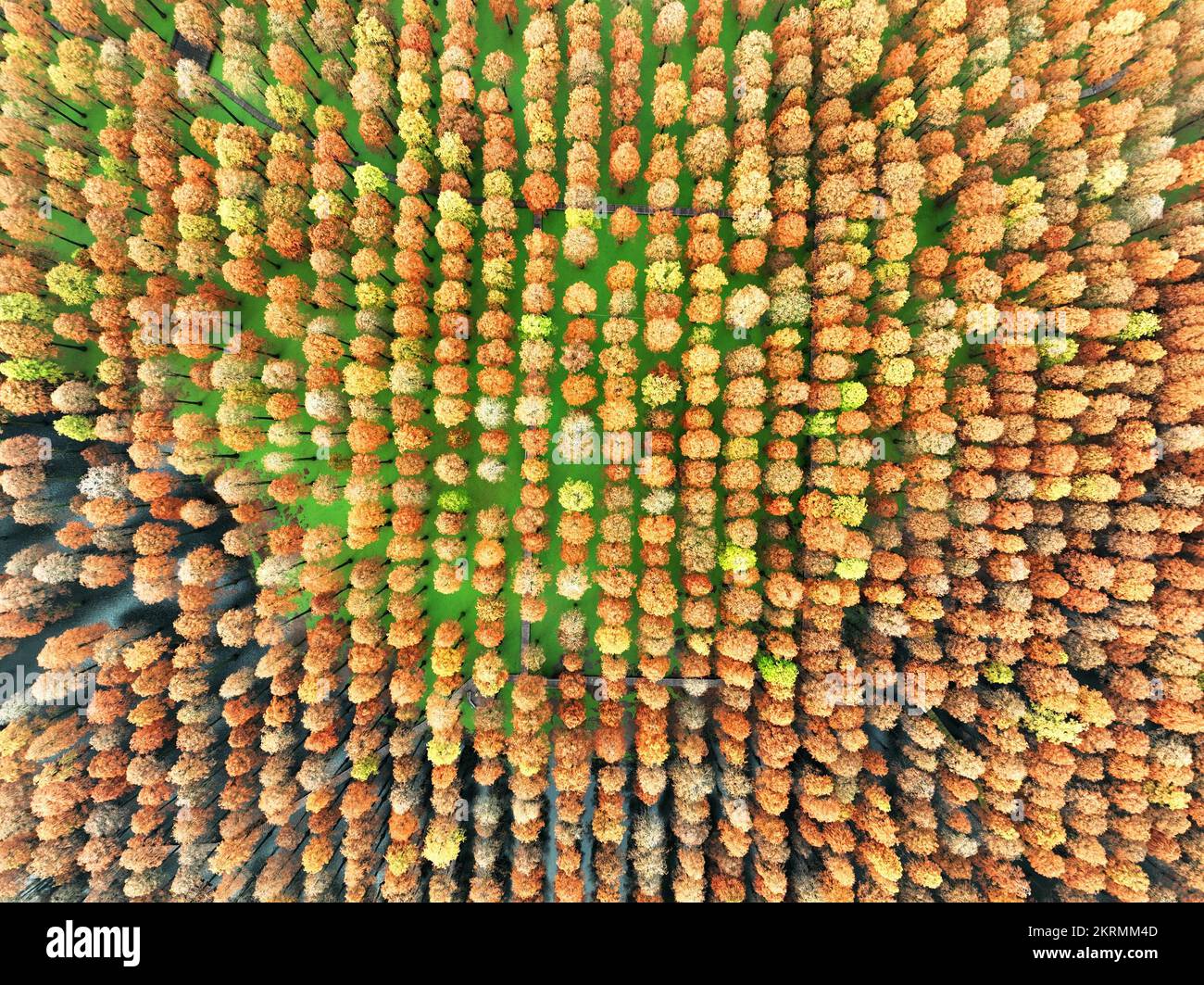 Aerial photos show the winter scenery of "aquatic forest" in Luyanghu ...