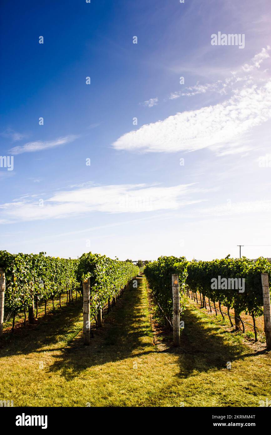 Australian winemaker hi-res stock photography and images - Alamy