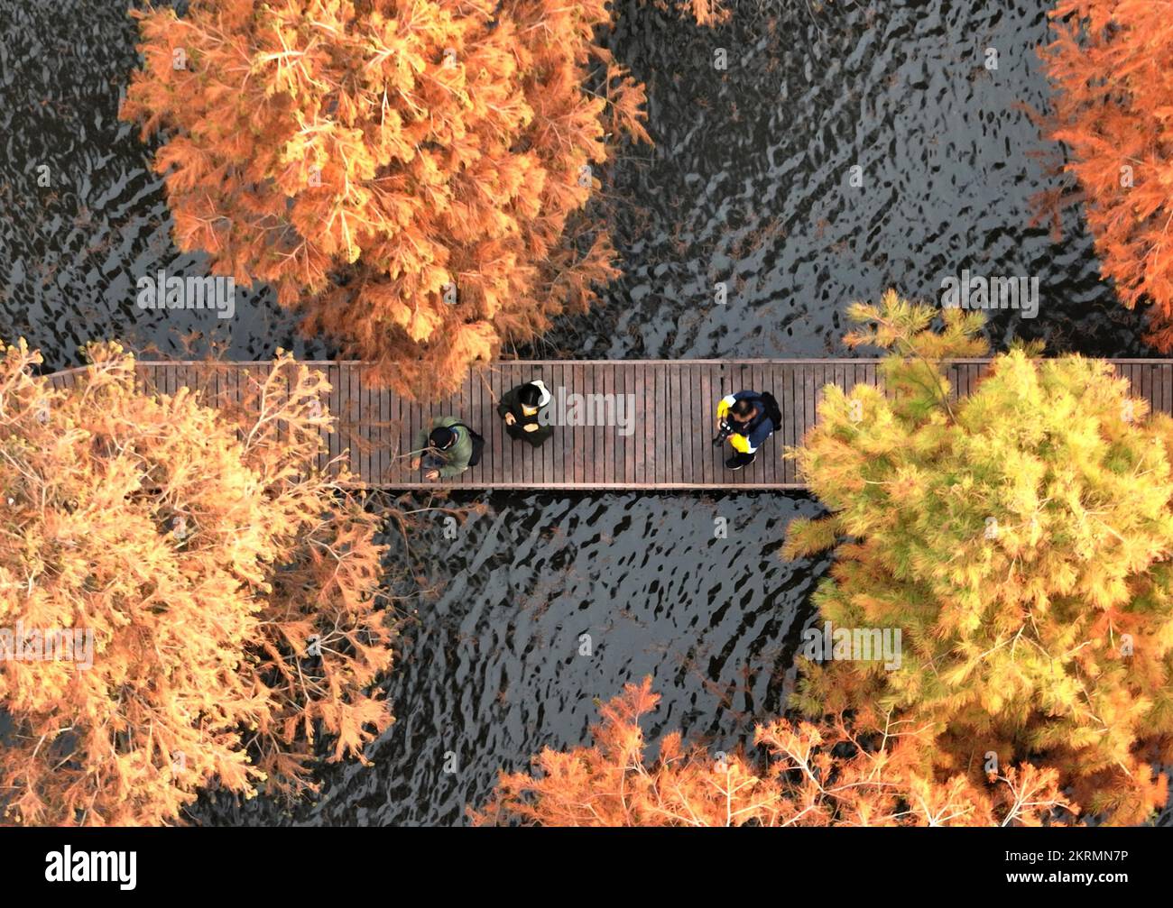 Aerial photos show the winter scenery of "aquatic forest" in Luyanghu ...