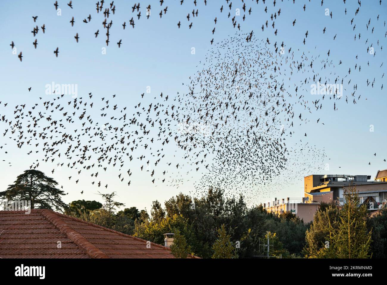 Starlings in Flight, Macerata, Marche, Italy, Europe Stock Photo - Alamy