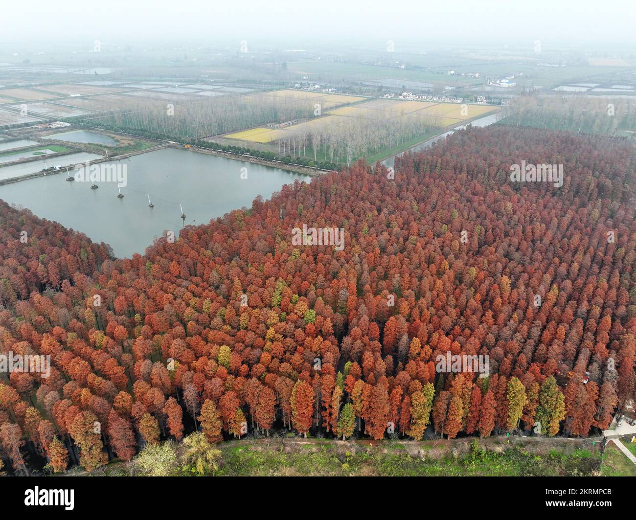 Aerial photos show the winter scenery of "aquatic forest" in Luyanghu ...