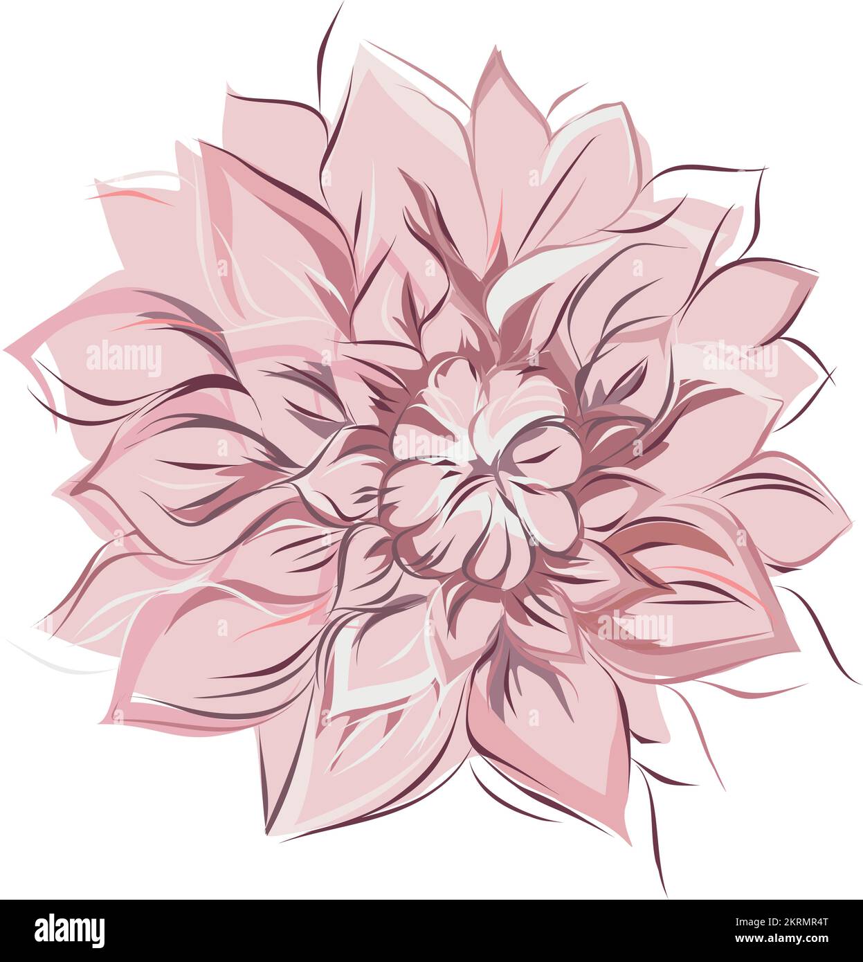 Beautiful flower, flowers, floral design, botanical flower illustration ...