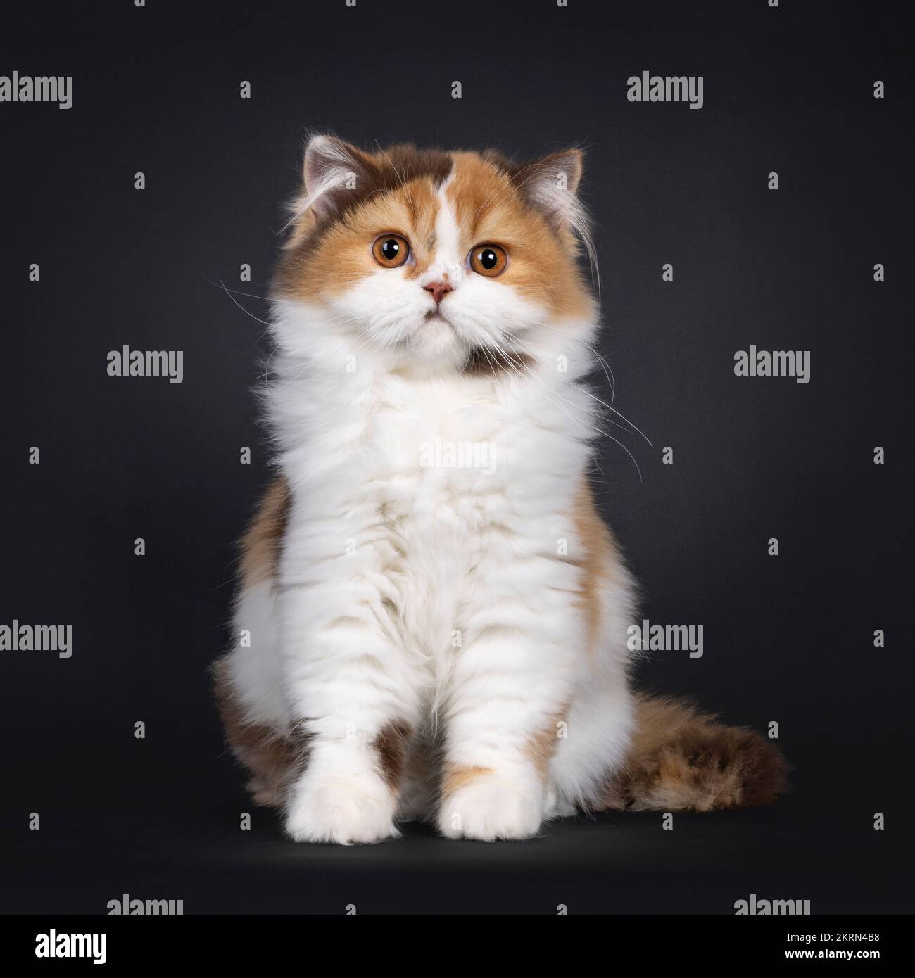 Cute tortie British Longhair cat kitten, sitting up facing front ...