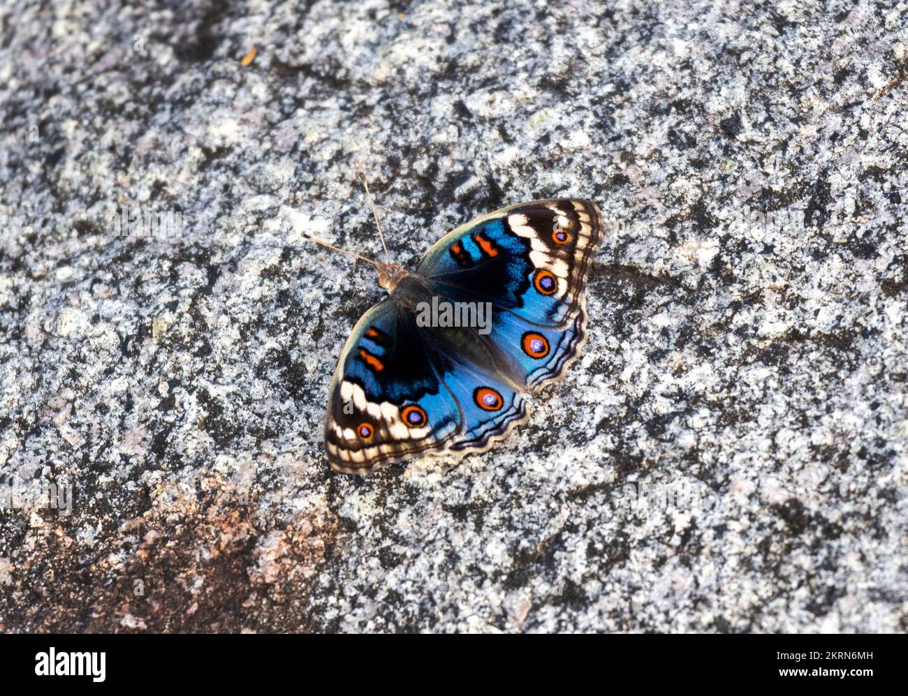 A common and widespread butterfly in East Africa. The Eyed Pansy has a ...