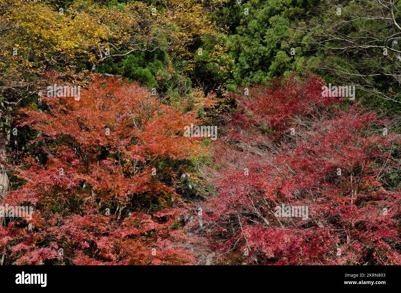 Broadleaf forests japan hi-res stock photography and images - Alamy