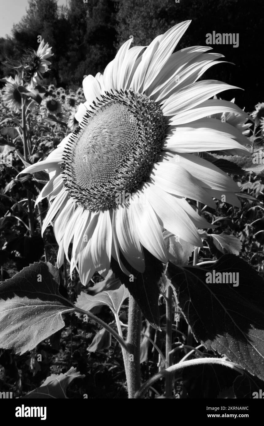 Old flowers of a sunflower Black and White Stock Photos & Images - Alamy