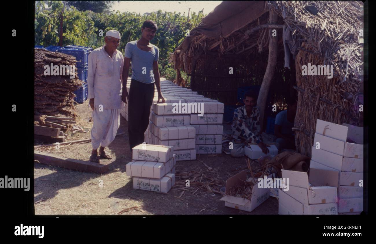 Farm Workers in Grape Orchard, Packing & Logistics, Nashik, Maharashtra ...