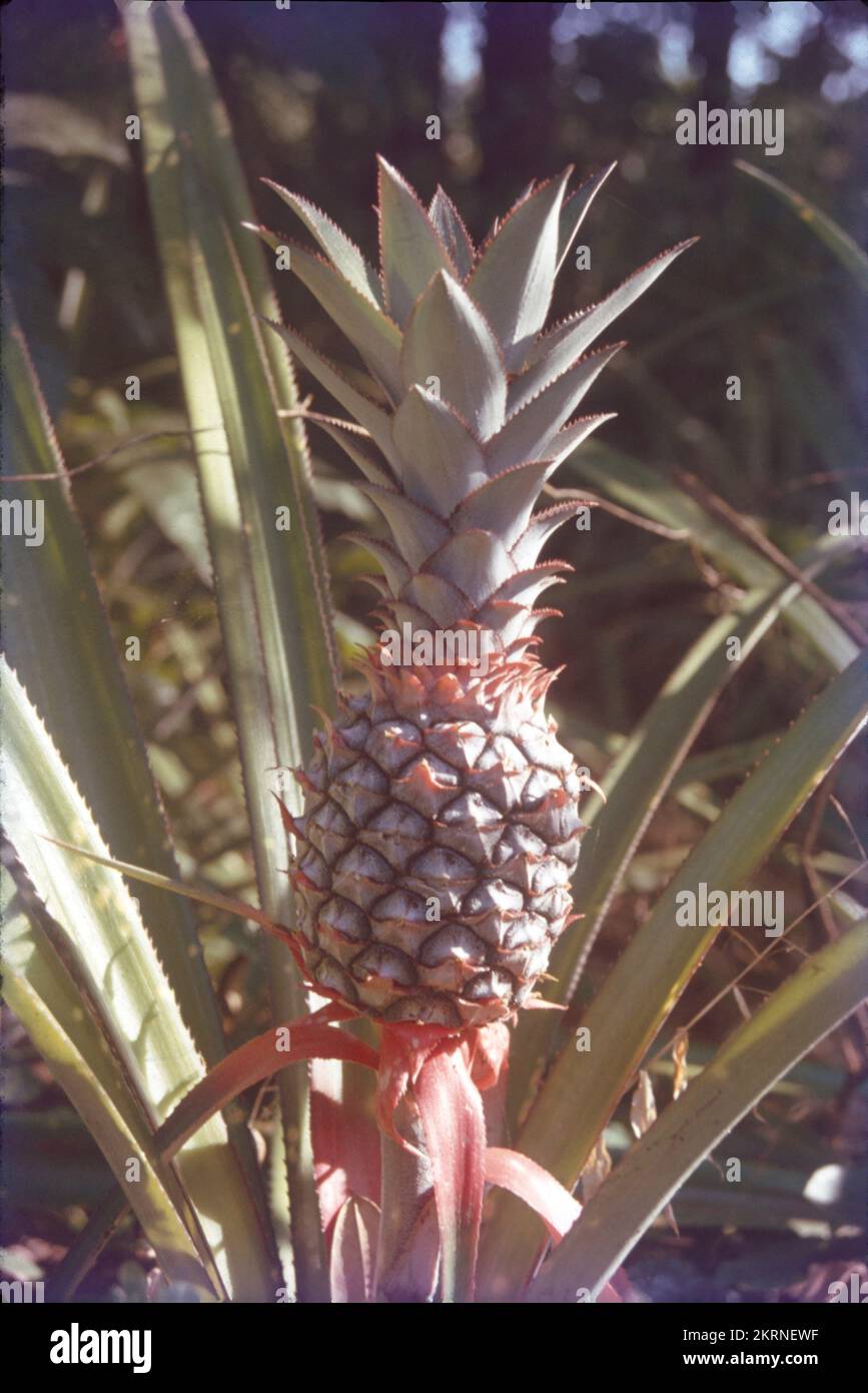 The pineapple (Ananas comosus) is a tropical plant with an edible fruit ...