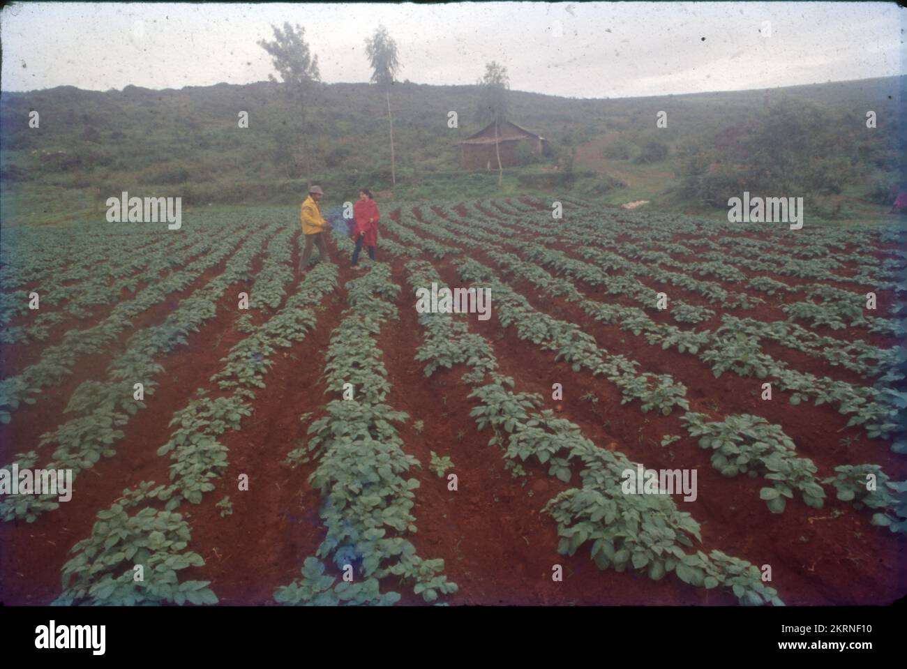 The garden strawberry is a widely grown hybrid species of the genus ...